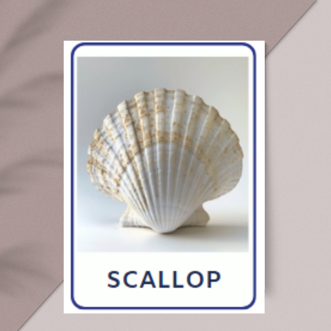 32 PNG Seashell Flashcards, Montessori Cards, Nomenclature Cards ...