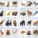 32 PNG Pets and Animals Flashcards, Nomenclature Printable Cards ...