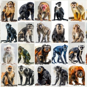 Monkey Species Clipart Watercolor Monkey PNG Jungle Clipart Species ...