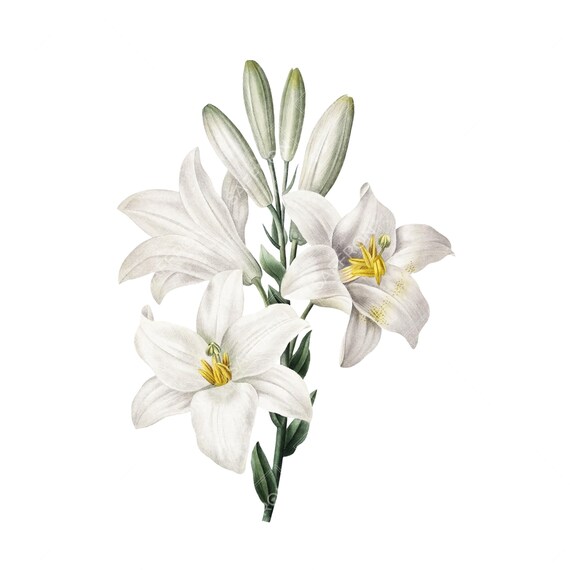 Flor Blanca Fondo Transparente Flor De Rosa Blanca PNG Imágenes Con