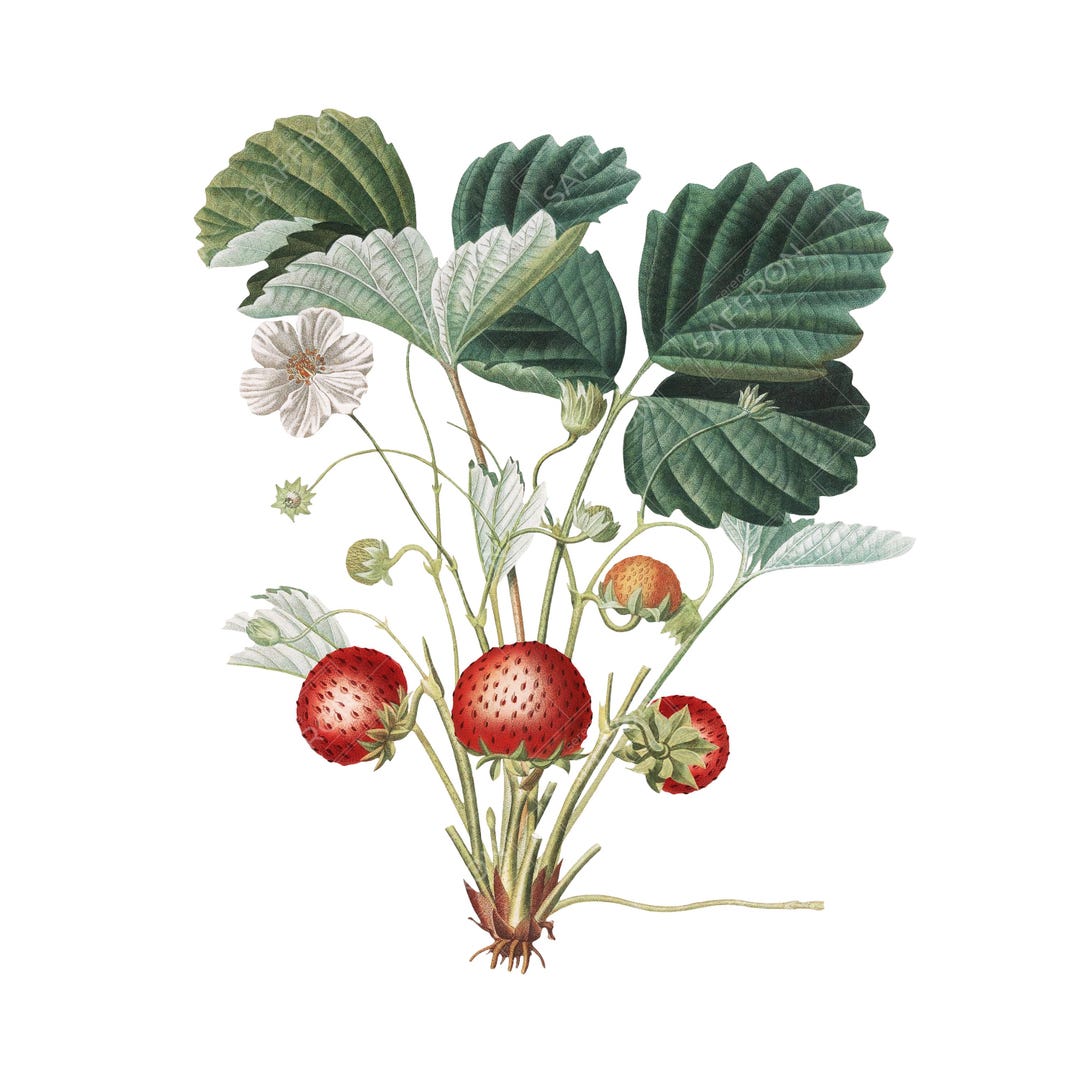 Vintage Strawberry Clipart - Botanical Strawberry Fruit on Transparent ...
