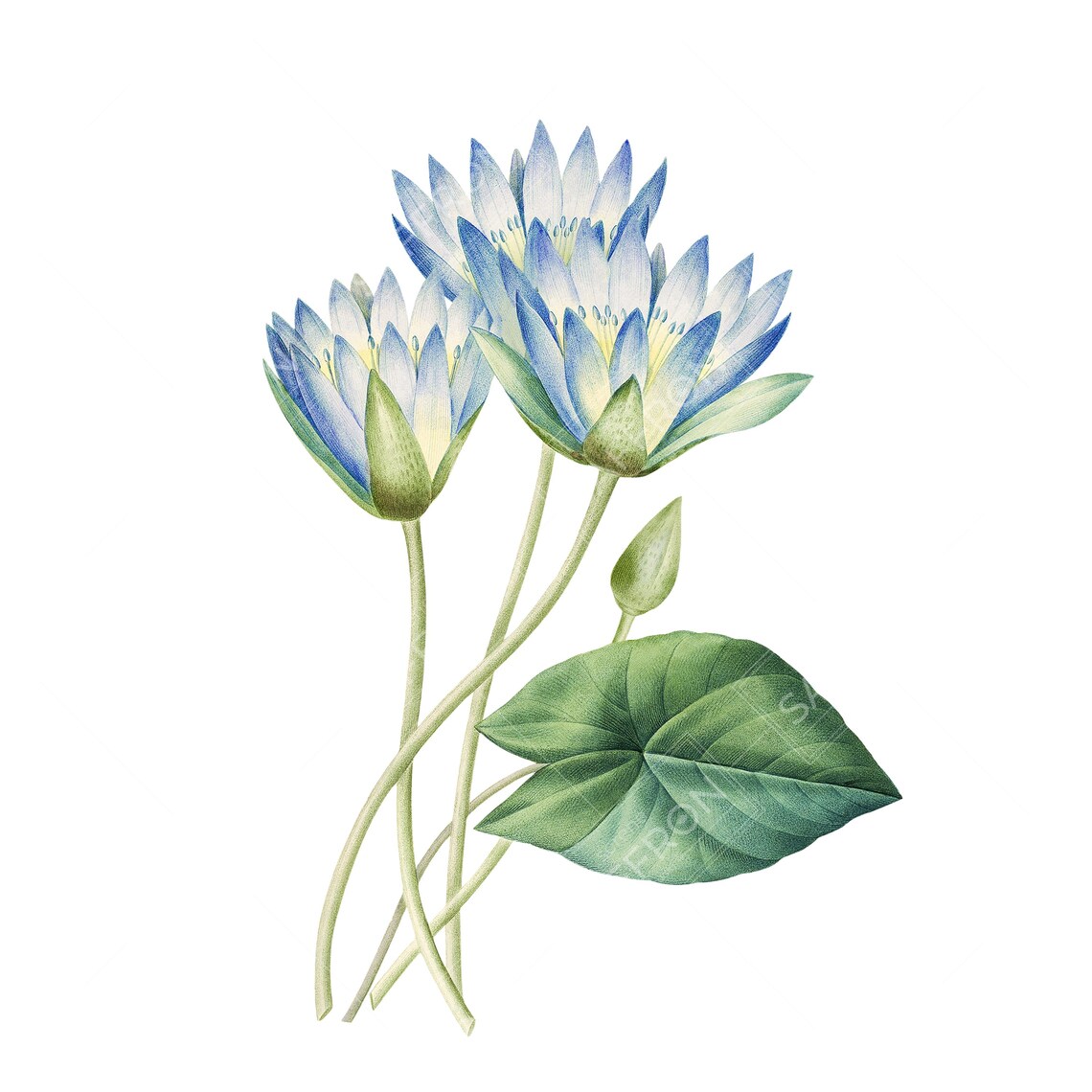 Vintage Blue Lotus Illustration - Retro Water Lily Botanical Drawing ...