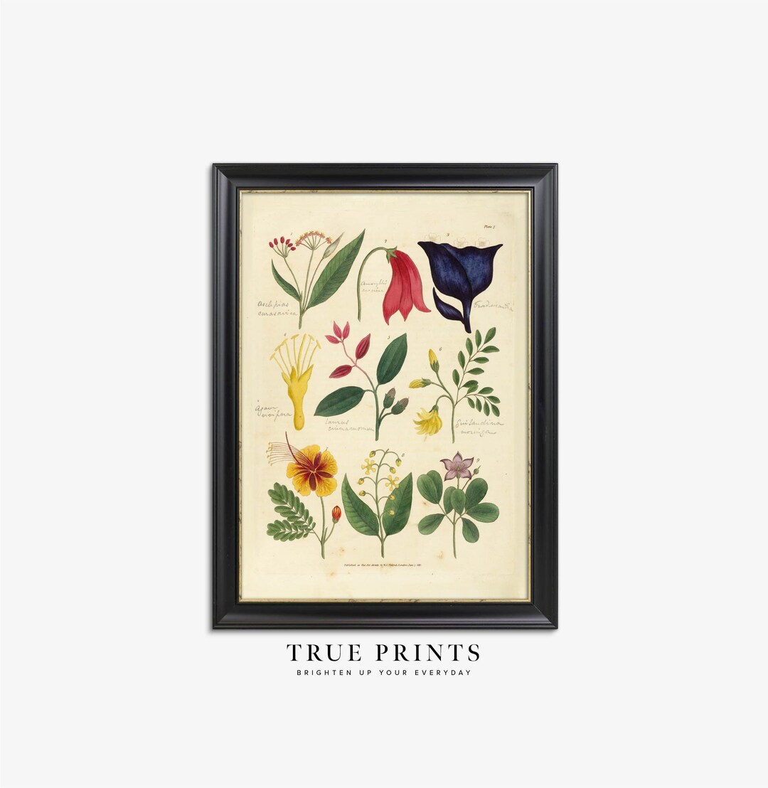 Beautiful Vintage Flower Print Antique Botanical Wall Art Classic Forna ...