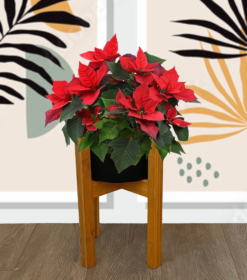 2-pack Adjustable Open Frame Bamboo Indoor Plant Stand 10-12 Inch Width ...