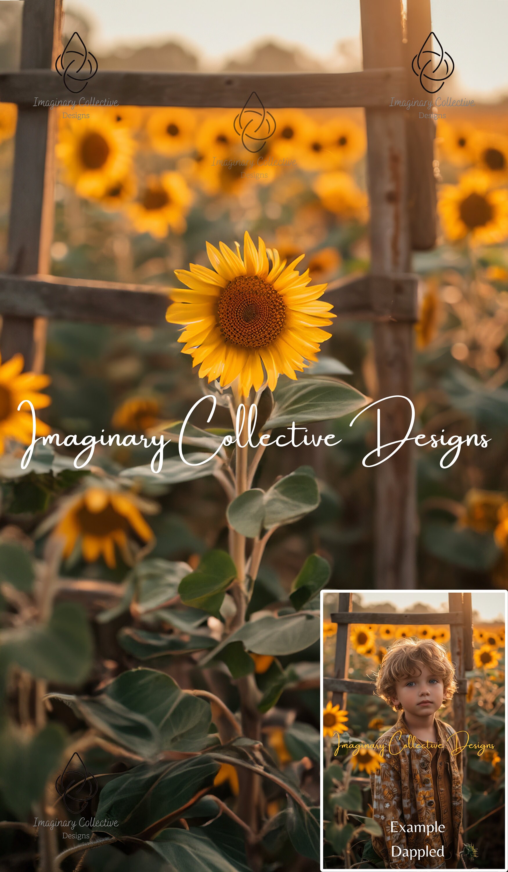 Sunflower Field Digital Backdrops, Golden Hour, Bundle, Set of 8 ...