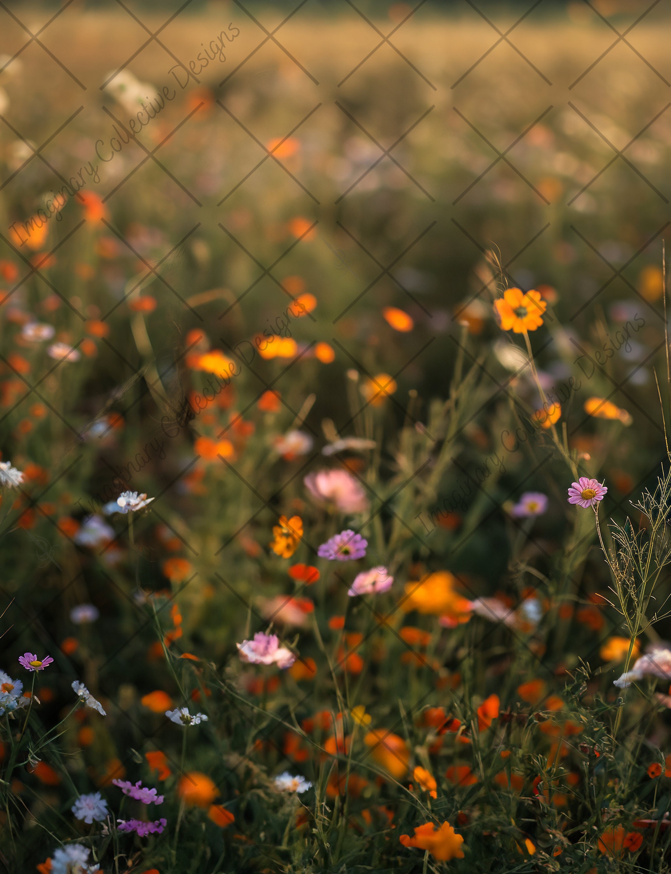 Wildflower Field Digital Background, Golden Hour, Meadow Digital ...