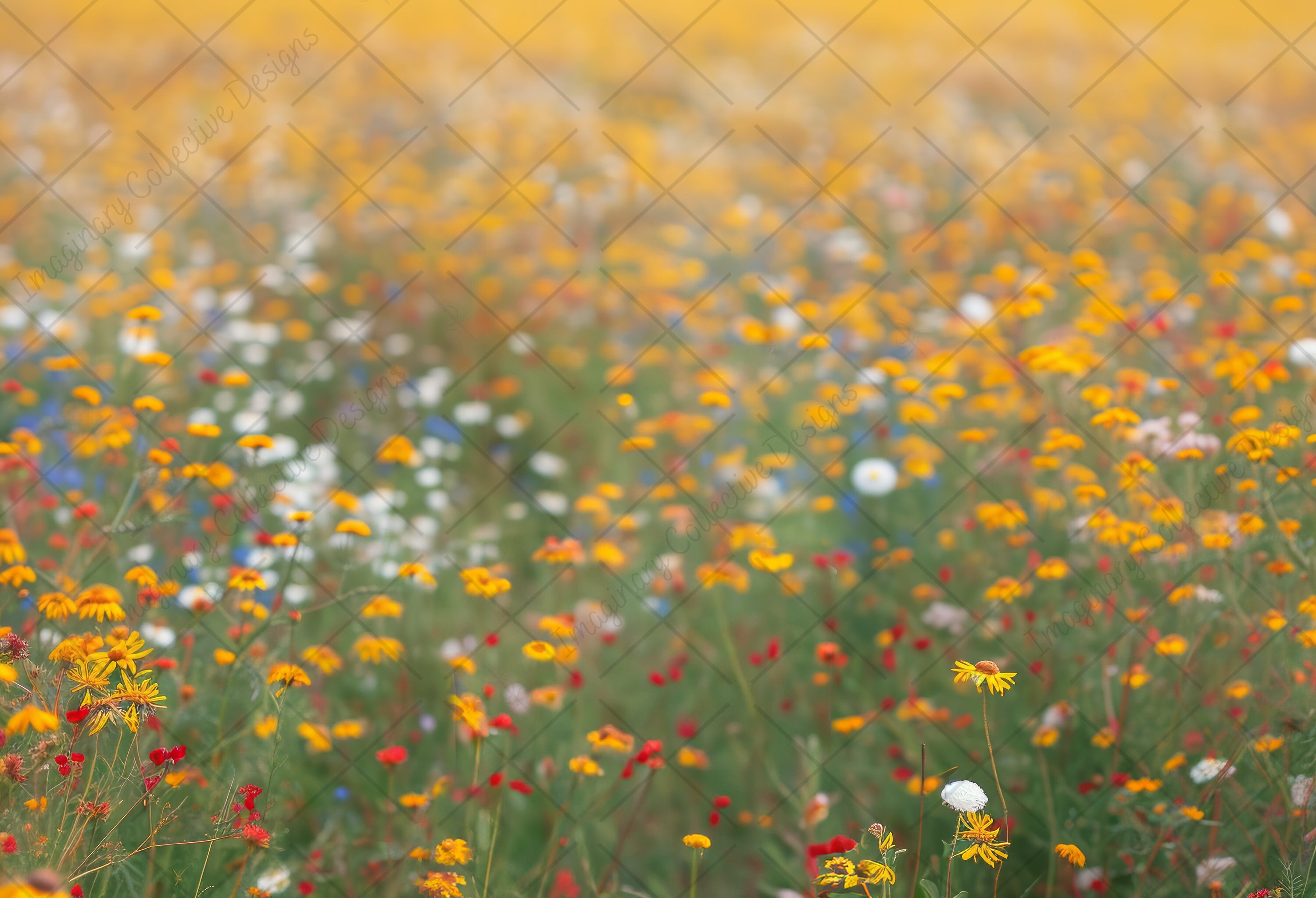 Wildflower Field Digital Background, Golden Hour, Meadow Digital ...