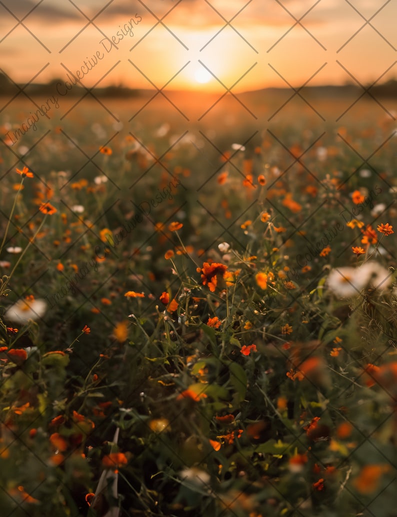 Wildflower Field Digital Background, Golden Hour, Meadow Digital ...