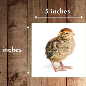 Printable Spring Matching Game Spring Memory Game Real Images ...