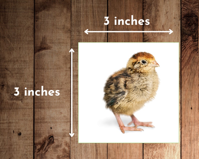 Printable Spring Matching Game Spring Memory Game Real Images ...