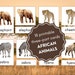 African Animal Flashcards Printable Three-part Cards Montessori ...