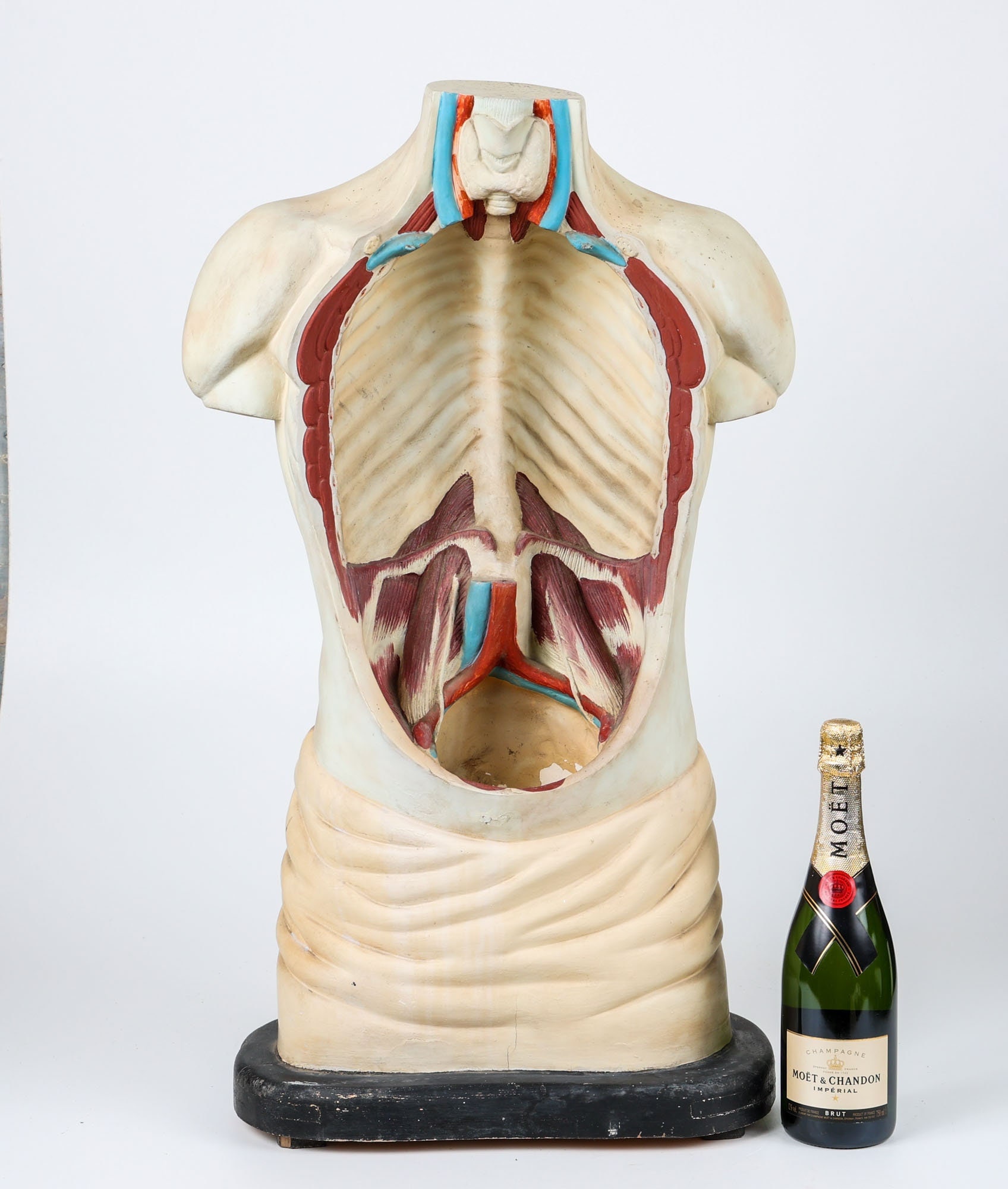 Antique Anatomical Model of Human Torso 1920 - Etsy