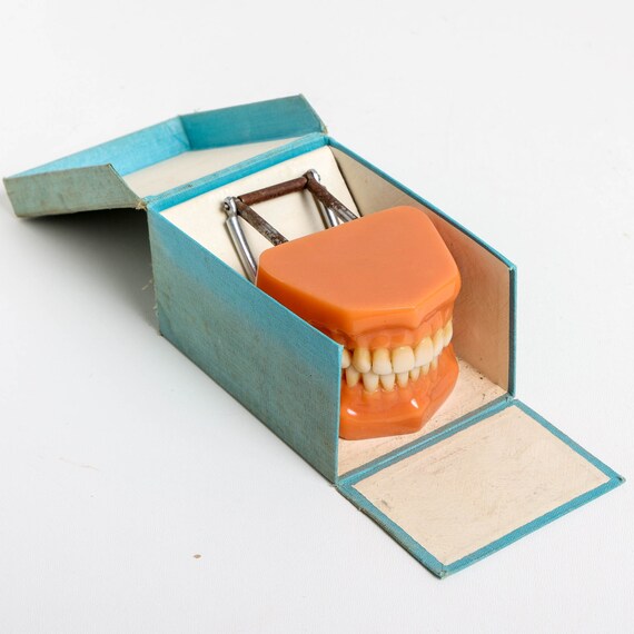 Vintage dental teeth models for teaching use, old ori… - Gem