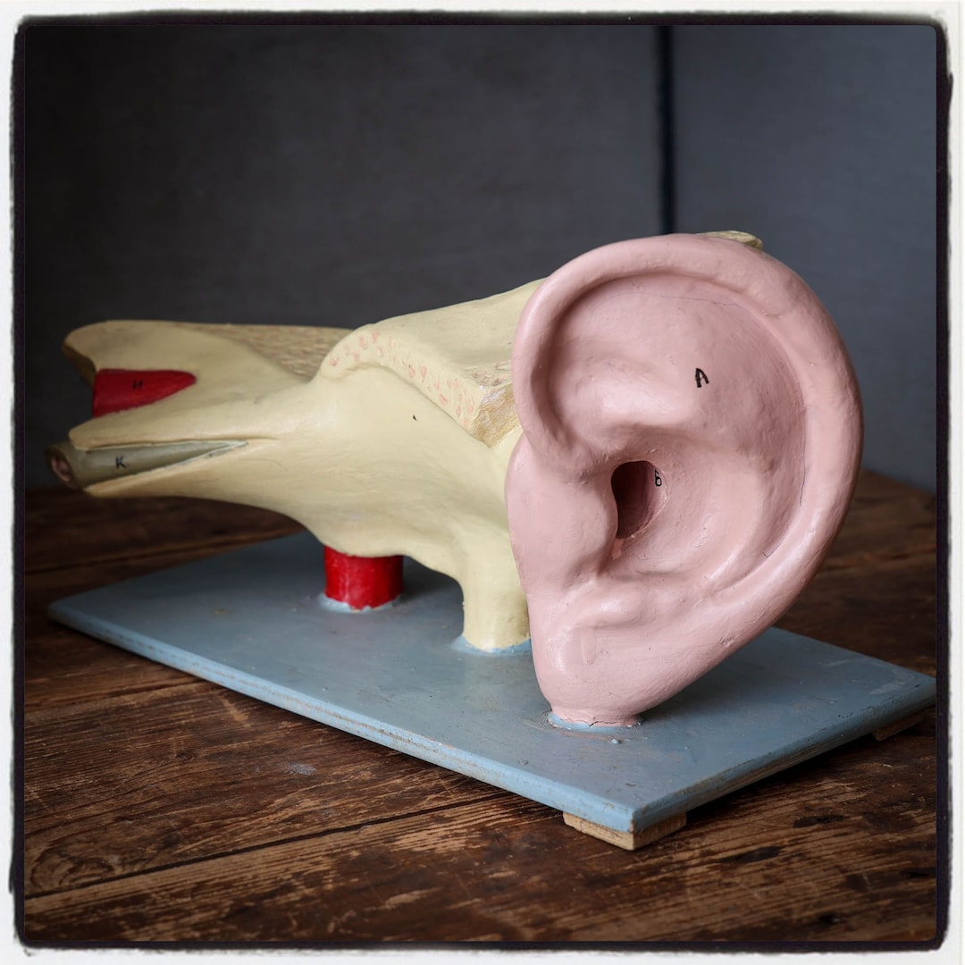 Vintage Human Ear Model for Teaching Use, Old Original Anatomical Ears ...