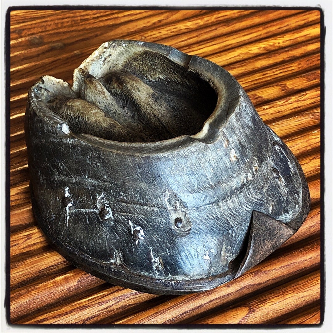 Vintage Taxidermy Horse Hoof With Horseshoe - Etsy