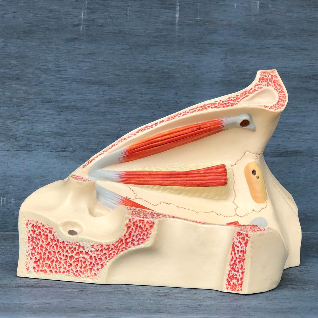 Vintage Anatomical Model - Large Eye Socket, Model - Etsy