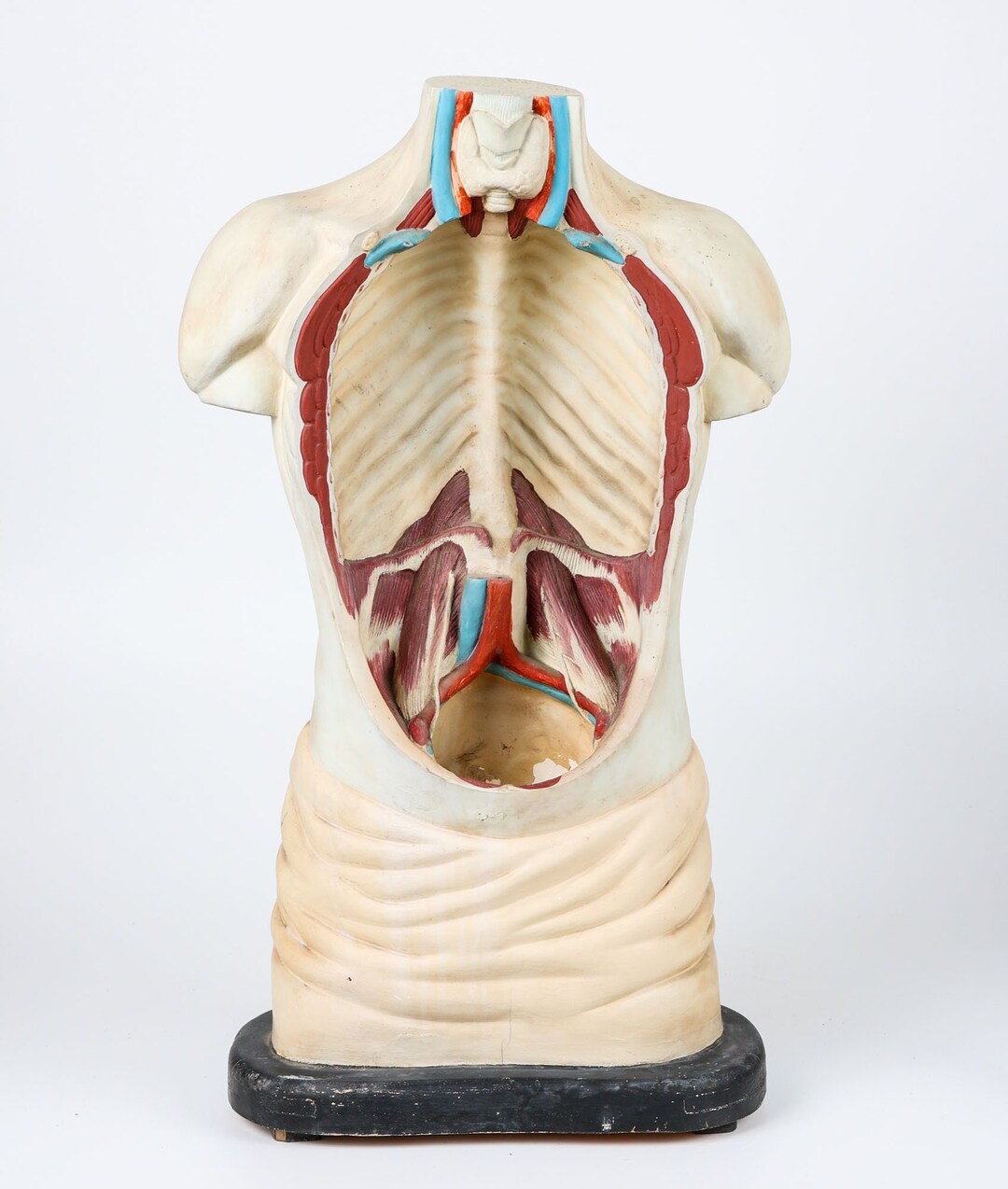 Antique Anatomical Model of Human Torso 1920 - Etsy