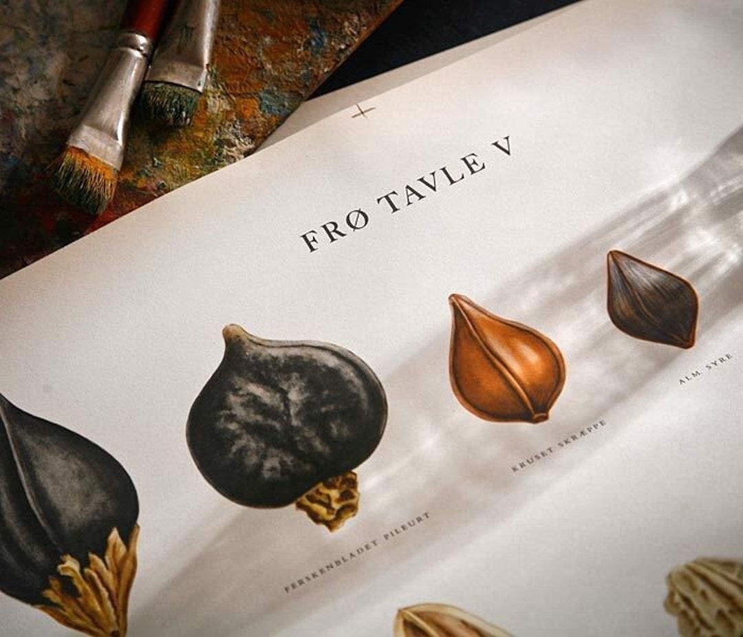 Botanical Seed Posters, Gorgeous and Well-kept, Vintage, 1950s, Ellen ...