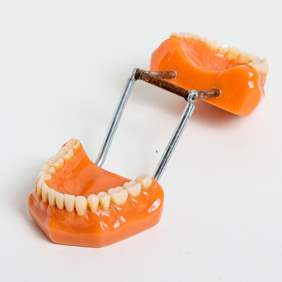 Vintage dental teeth models for teaching use, old ori… - Gem
