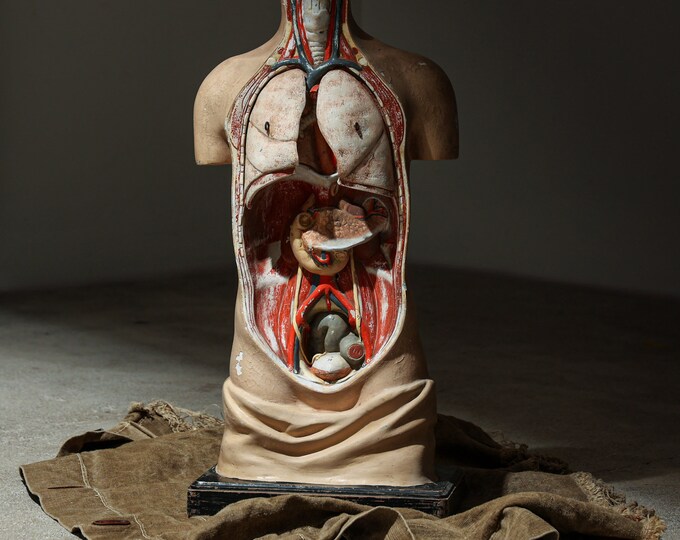 Antique Anatomical Model of Human Torso 1920 - Etsy