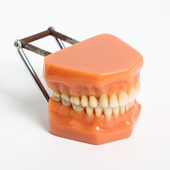 Vintage dental teeth models for teaching use, old ori… - Gem