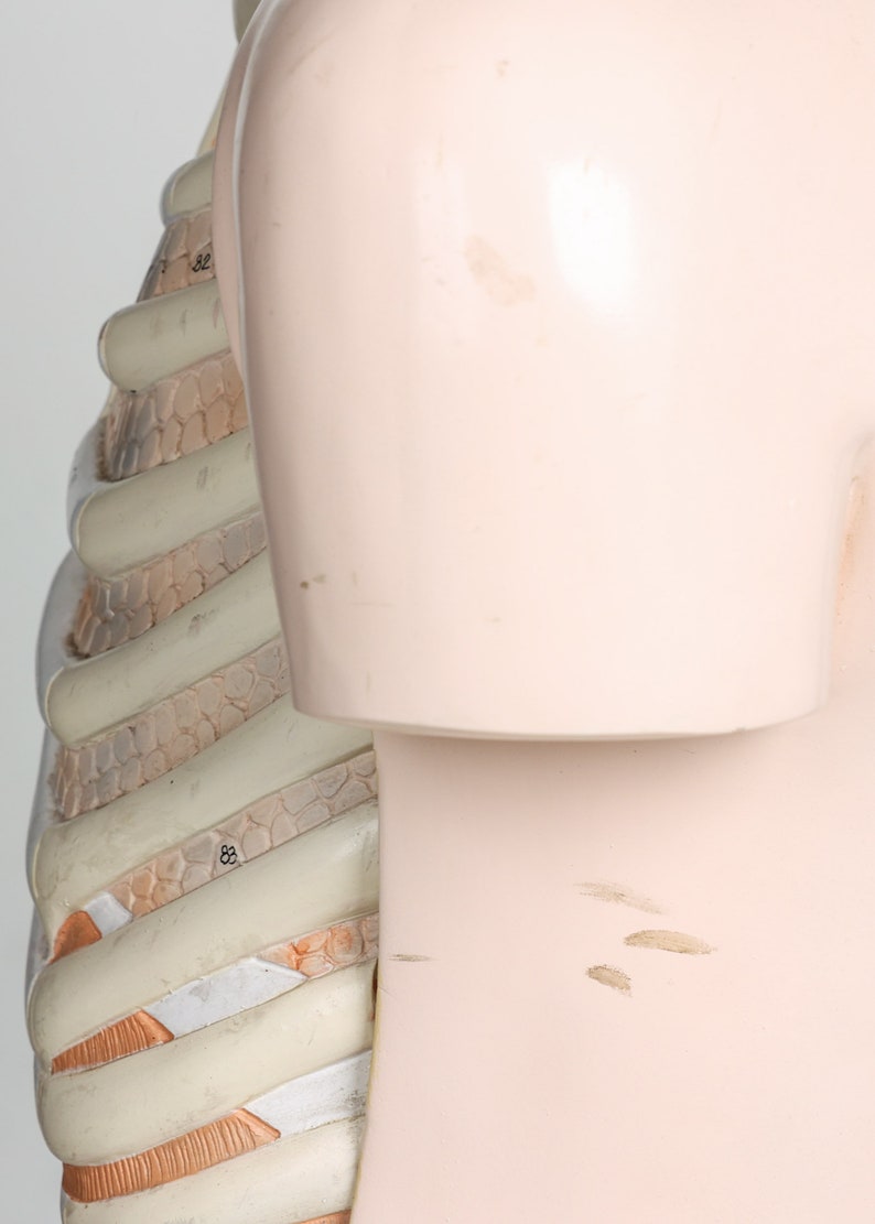 Antique Anatomical Model of Human Torso 1959 - Etsy