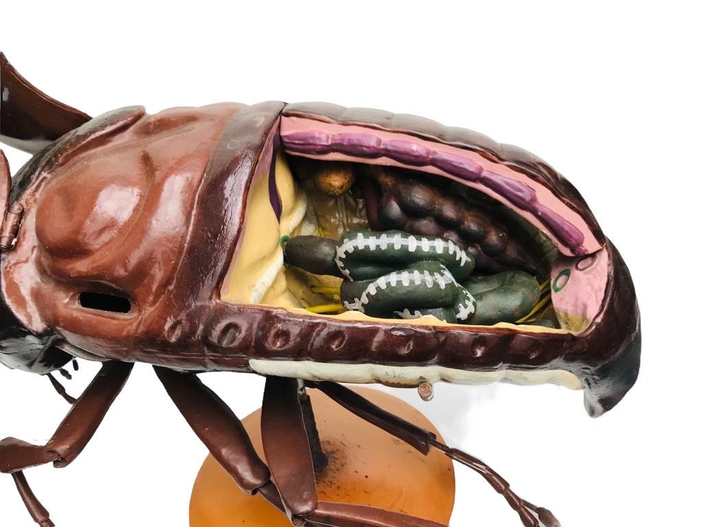 Large Sculpture of Beetle, Oversized School Model That Can Be Opened ...
