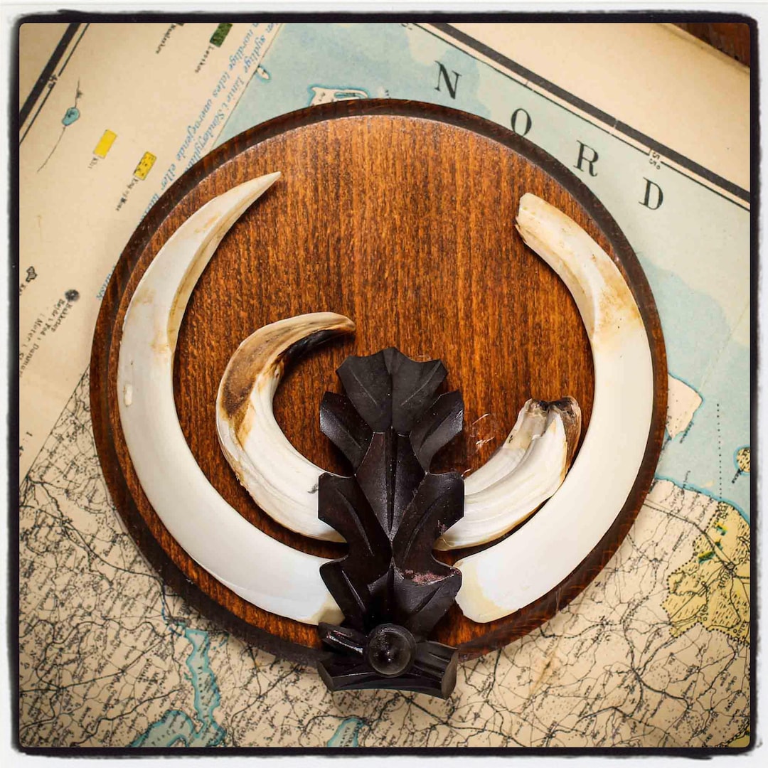 Wild Boar Teeth, Mounted on a Wooden Board Sus Scrofa European Wild ...