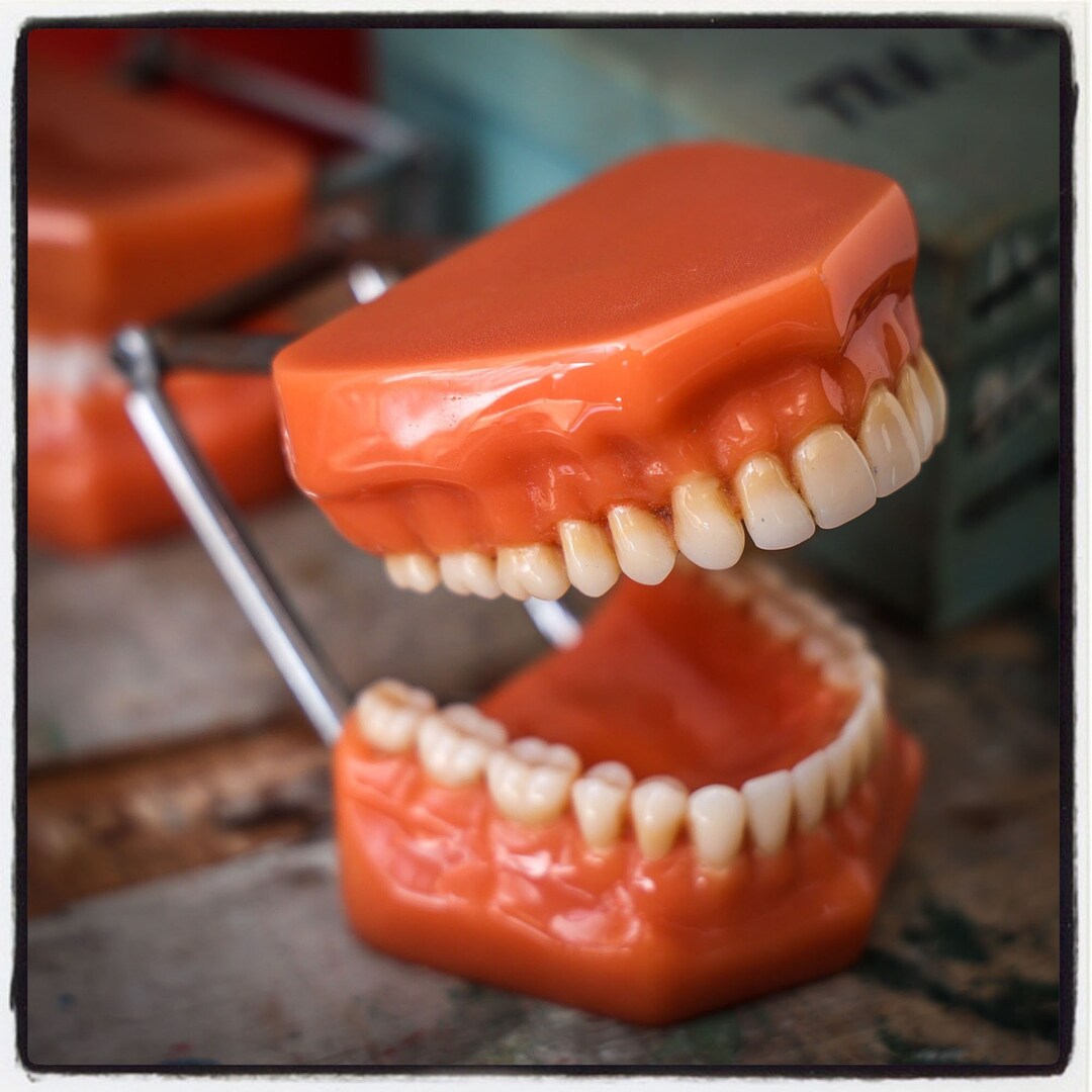 Vintage Dental Teeth Models for Teaching Use Old Original - Etsy