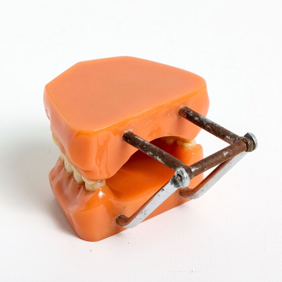 Vintage dental teeth models for teaching use, old ori… - Gem