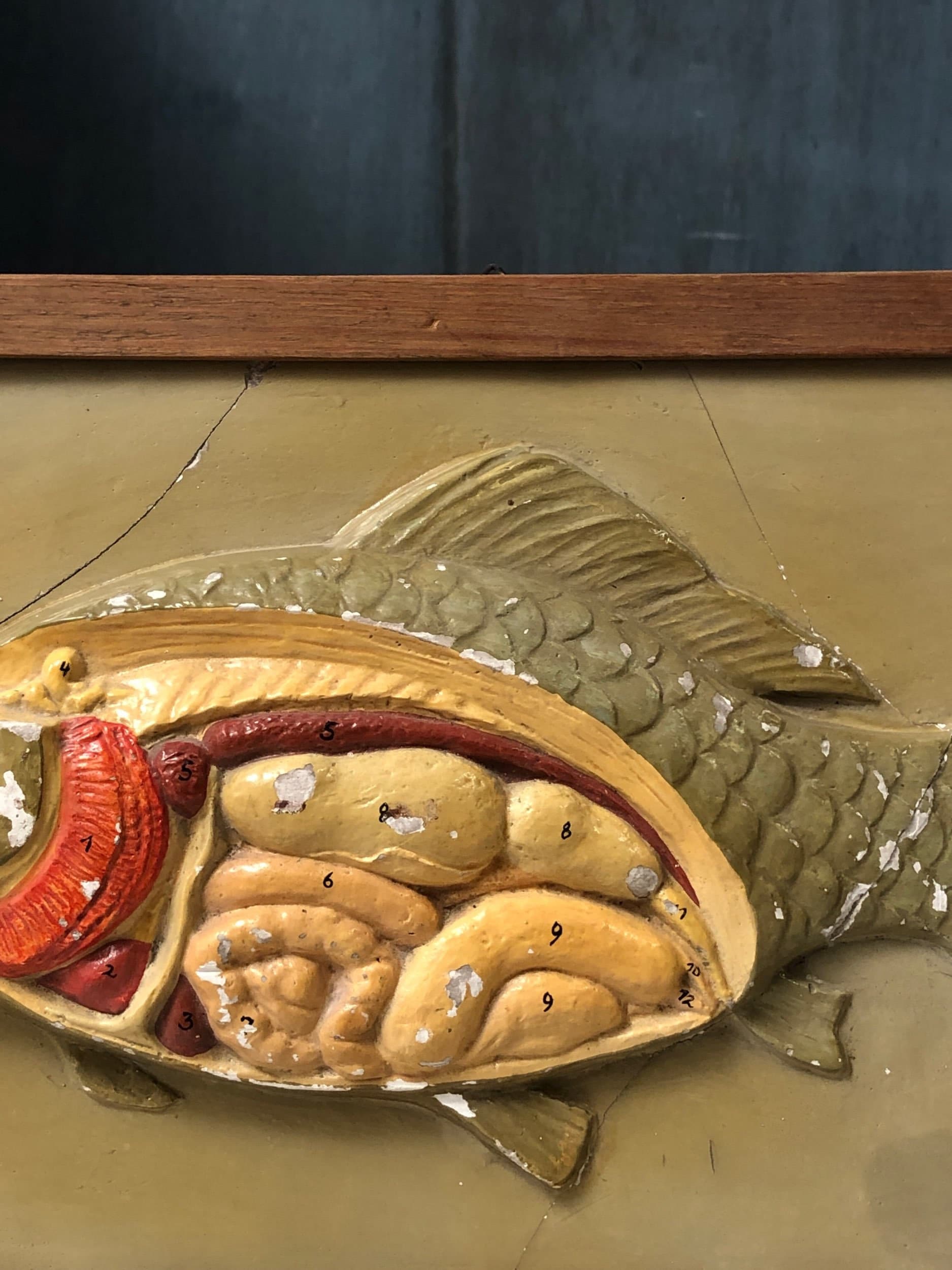 Vintage Perca perch Model for Teaching Use, Old Original Plaster Model ...