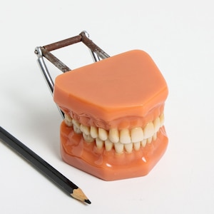 Vintage Dental Teeth Models for Teaching Use, Old Original Anatomical ...