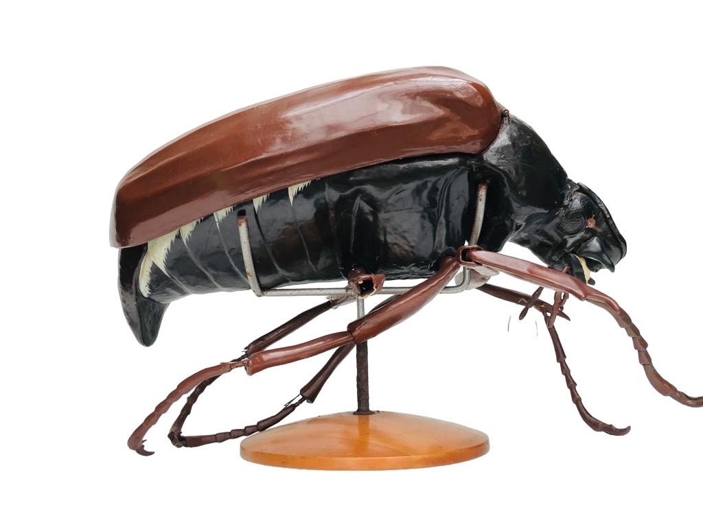 Large Sculpture of Beetle, Oversized School Model That Can Be Opened ...