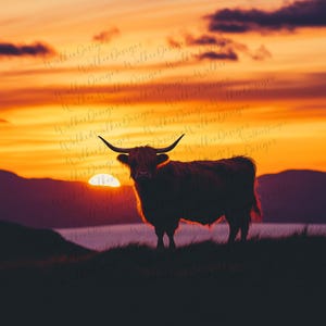 Sunset Highland Cow PNG DIGITAL DOWNLOAD Long Haired Shaggy Cow Heifer ...