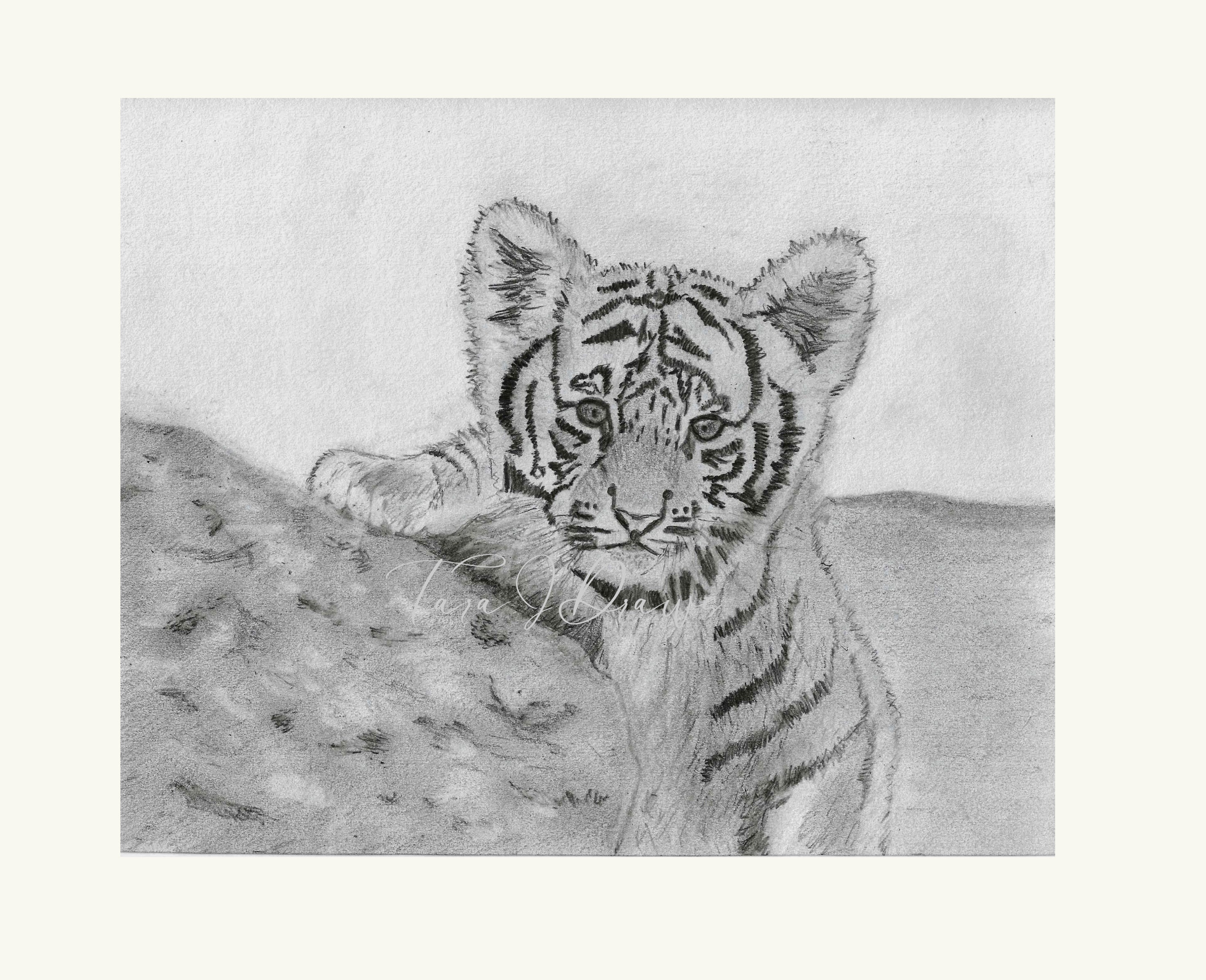 Baby Tiger Pencil Drawing for Nursery or Children's Room - Etsy