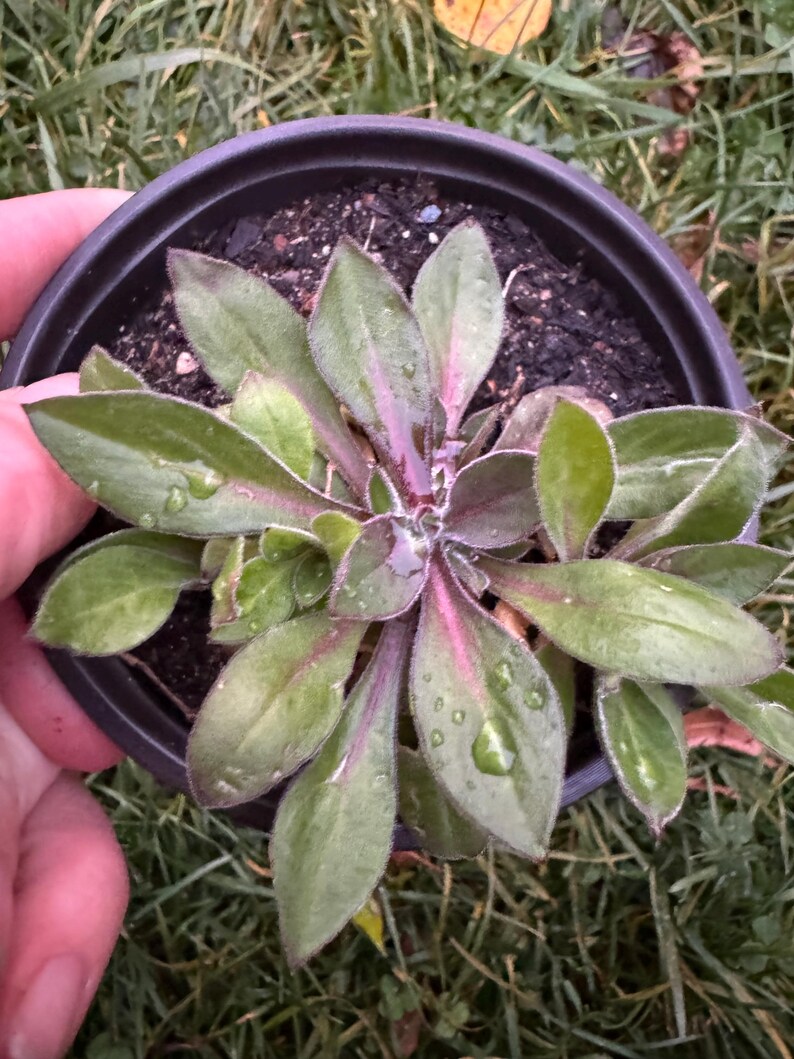 Prairie Ninebark (native Plant) Physocarpus Opulifolius - Etsy