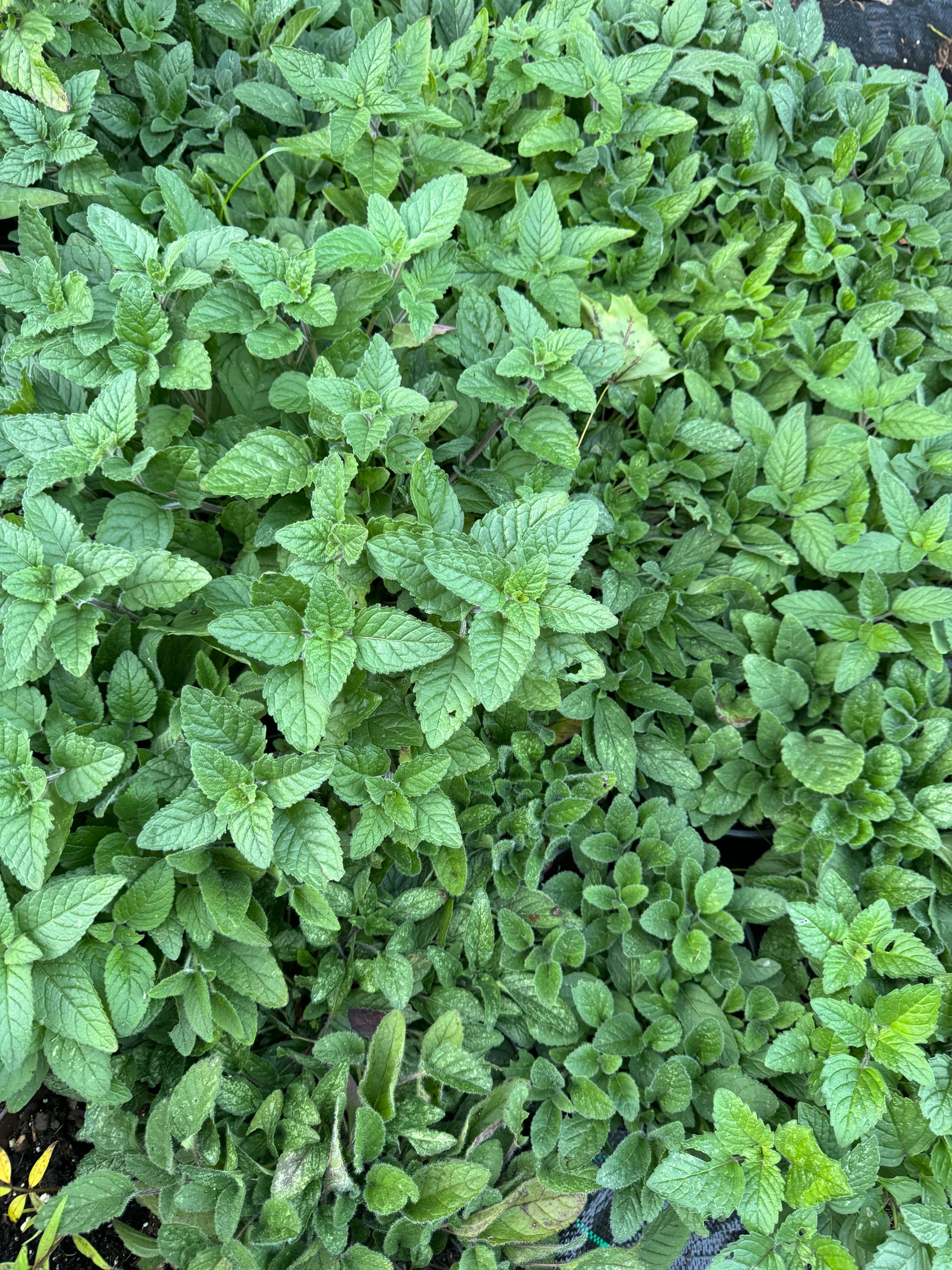 Downy Wood Mint (native Plant) 1 Gallon - Etsy