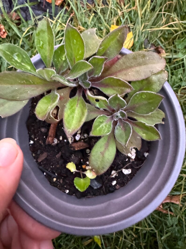 Prairie Ninebark (native Plant) Physocarpus Opulifolius - Etsy