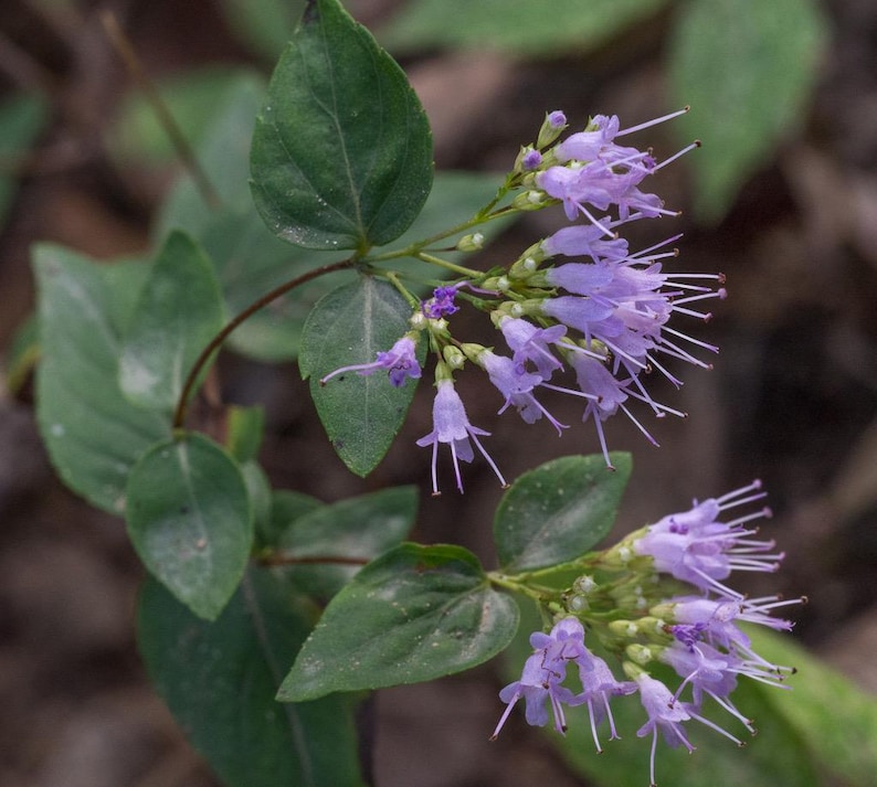 American Dittany (native Plant) - Etsy