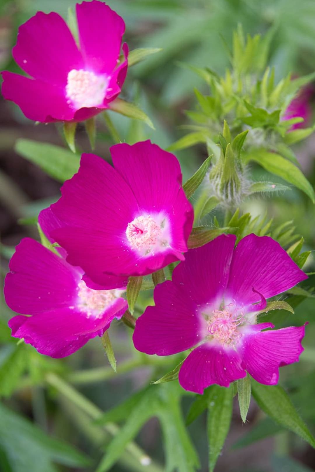 Purple Poppy Mallow native Plant - Etsy