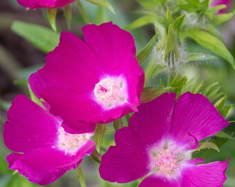 Callirhoe Involucrata Purple Poppy Mallow 10 Seeds - Etsy