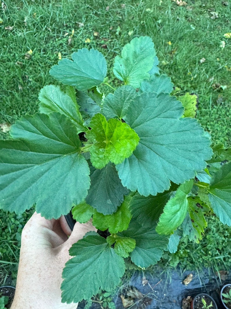 Prairie Ninebark (native Plant) Physocarpus Opulifolius - Etsy