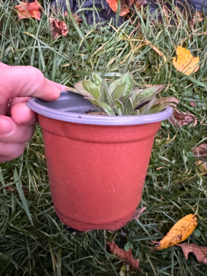 Prairie Ninebark native Plant Physocarpus Opulifolius - Etsy