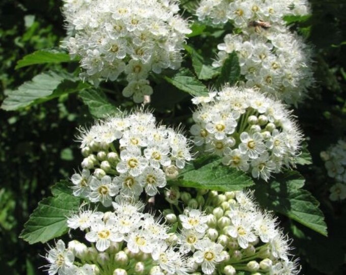 Prairie Ninebark (native Plant) Physocarpus Opulifolius - Etsy
