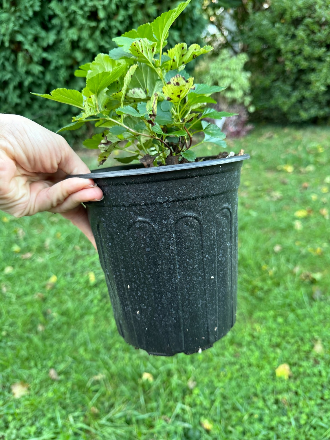 Prairie Ninebark (native Plant) Physocarpus Opulifolius - Etsy