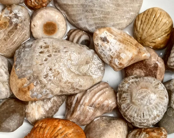 1 Pound Lightning Stones From Lake Michigan, Great Lakes, Rocks ...