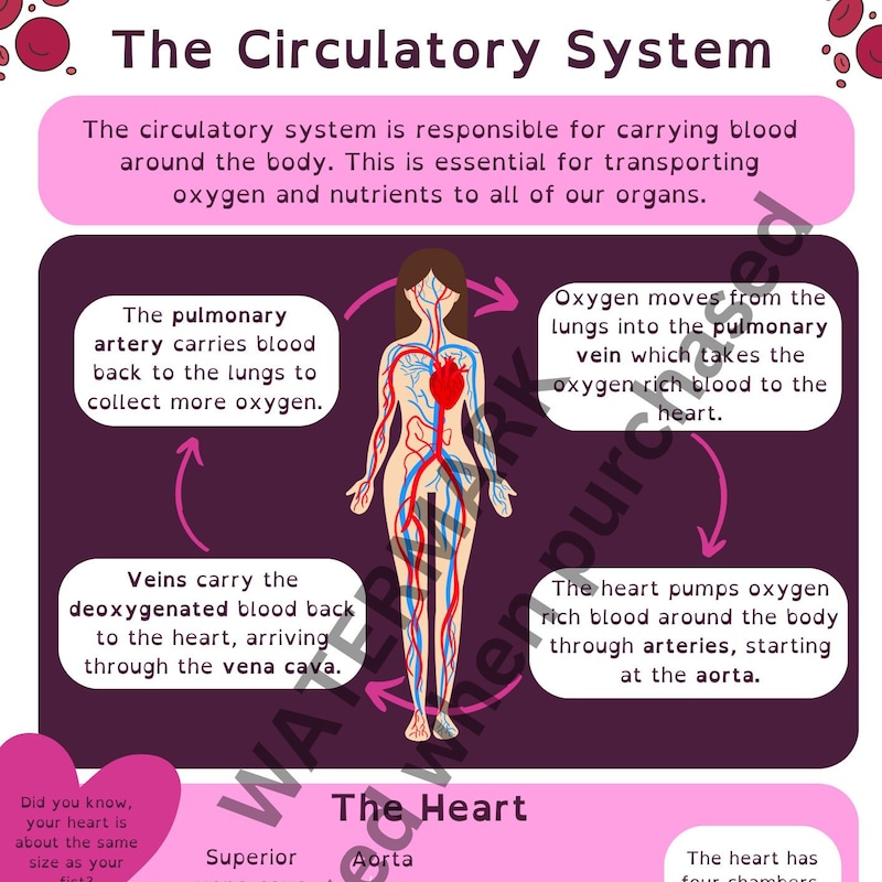 Circulatory System Poster - Etsy