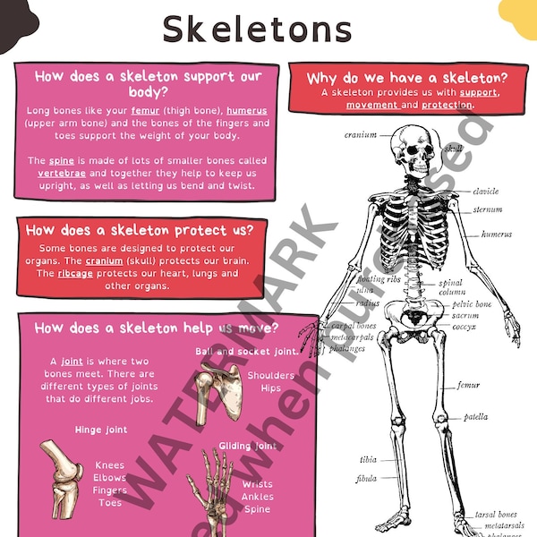 Skeleton Poster - Etsy