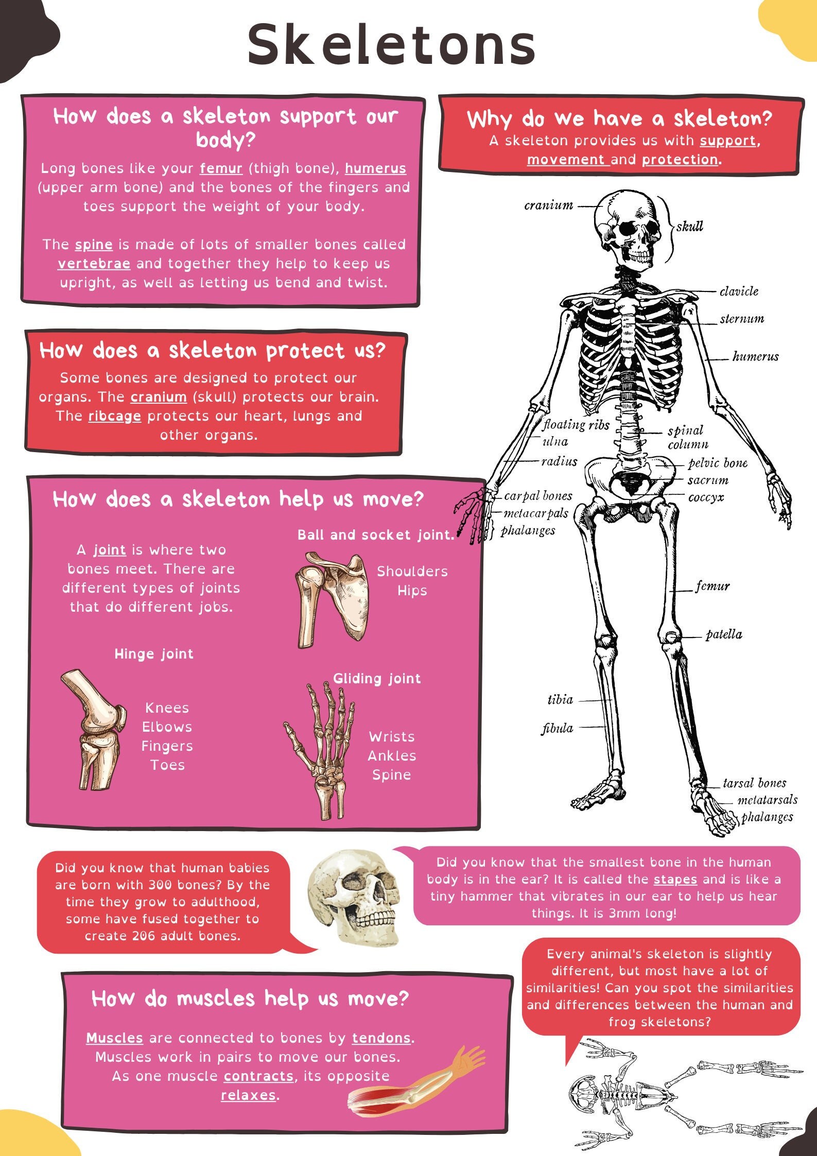 Skeletons Educational Learning Poster and Knowledge - Etsy