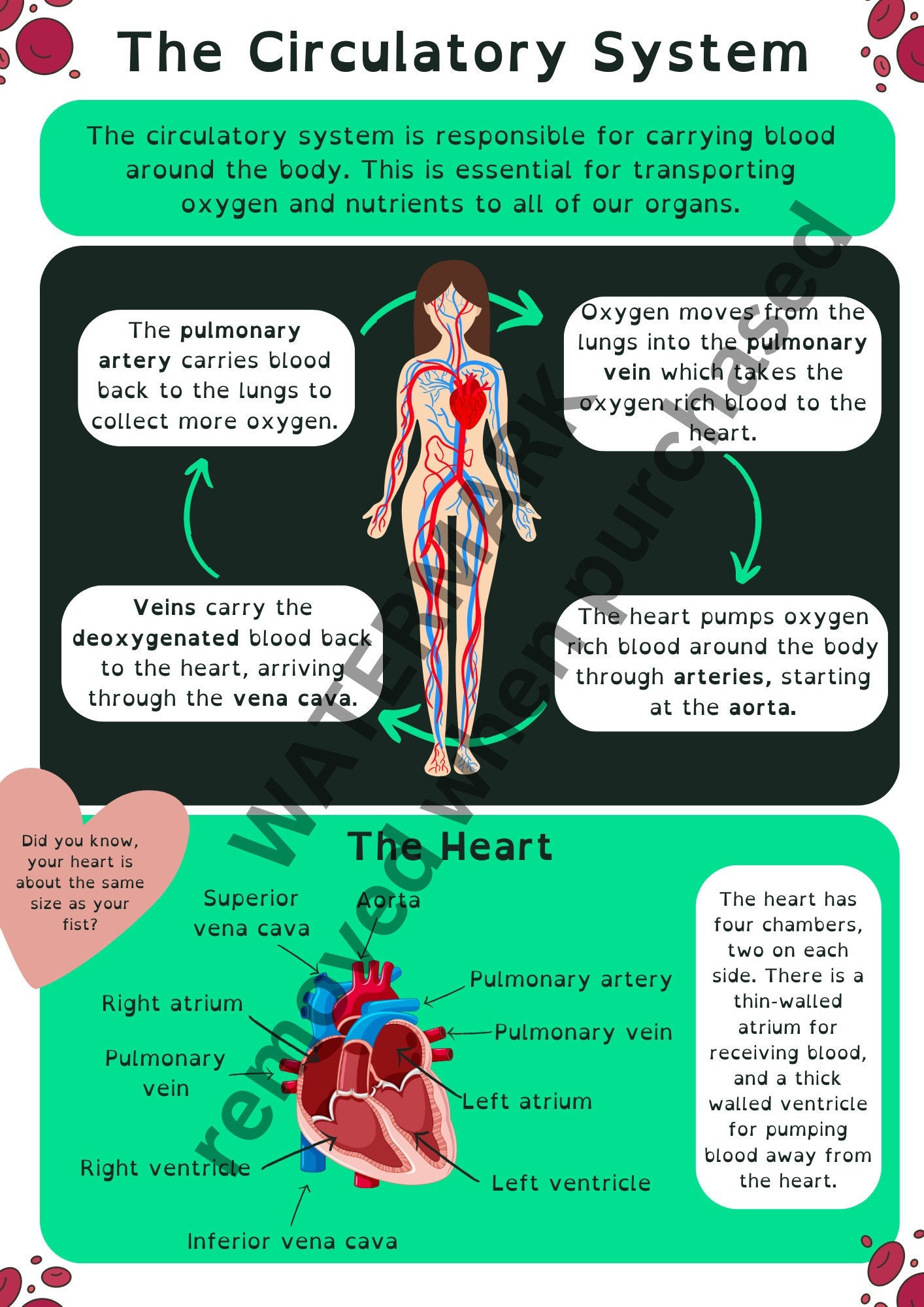 The Circulatory System - Educational Learning Poster and Knowledge ...